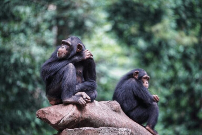 HSPにある4種類を診断【無料】さらにMBTIの16種類に分類 | HSPな人のブログ